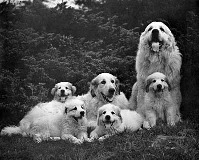 An Outstanding Great Pyrenees History Book