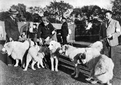 Rare Dog Books, Dog History, Dog Antiques, Collectibles